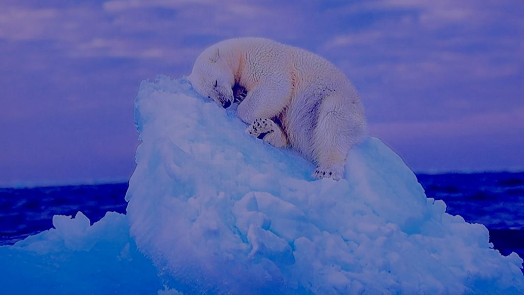 Polar Bear sleeping on an iceberg wins photo award | YNUKtv Polar Bear sleeping on an iceberg wins photo award | YNUKtv