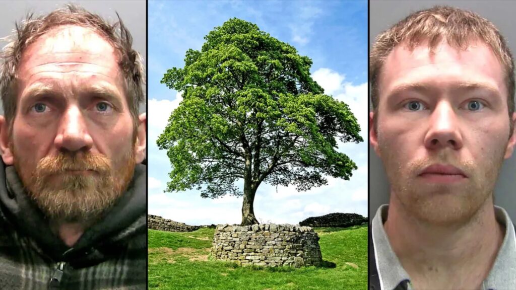 Jail for Sycamore Gap pair guilty of felling famous tree | YNUKtv