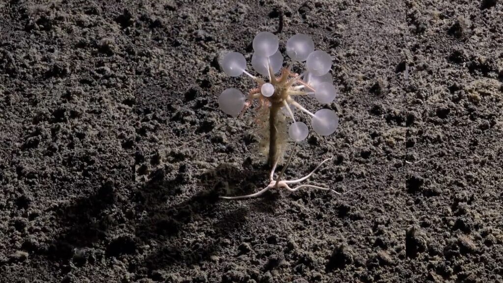 Carnivorous "Death-Ball" Sponge among new deep-sea species | YNUKtv