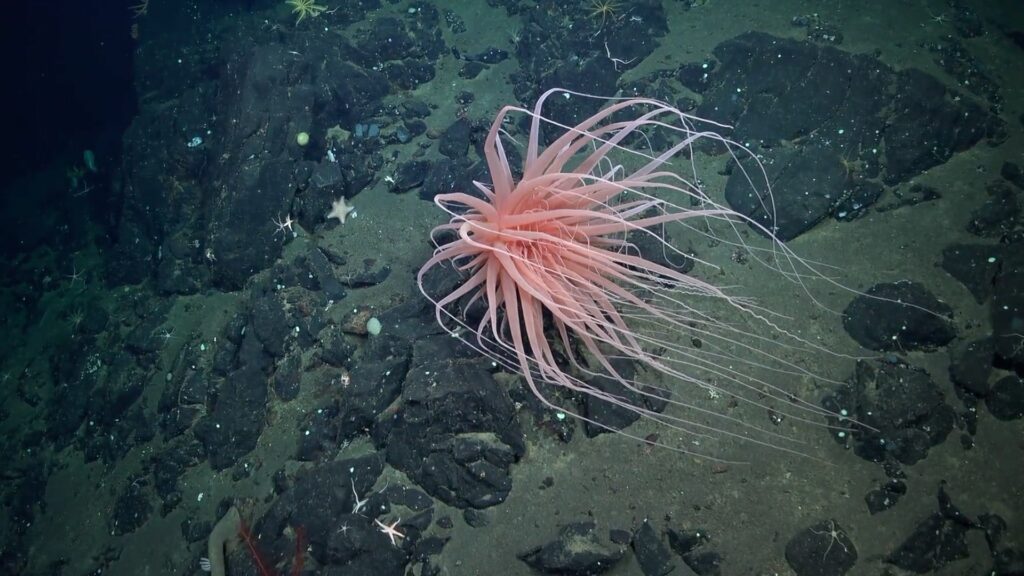 Carnivorous "Death-Ball" Sponge among new deep-sea species | YNUKtv